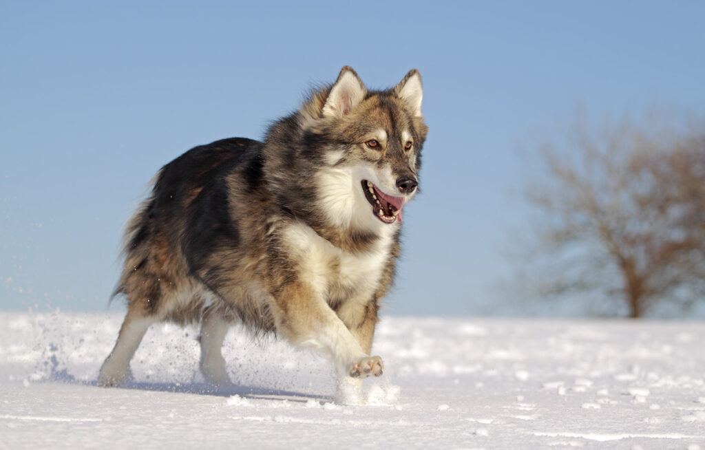 Different Types of Husky breeds With Pictures