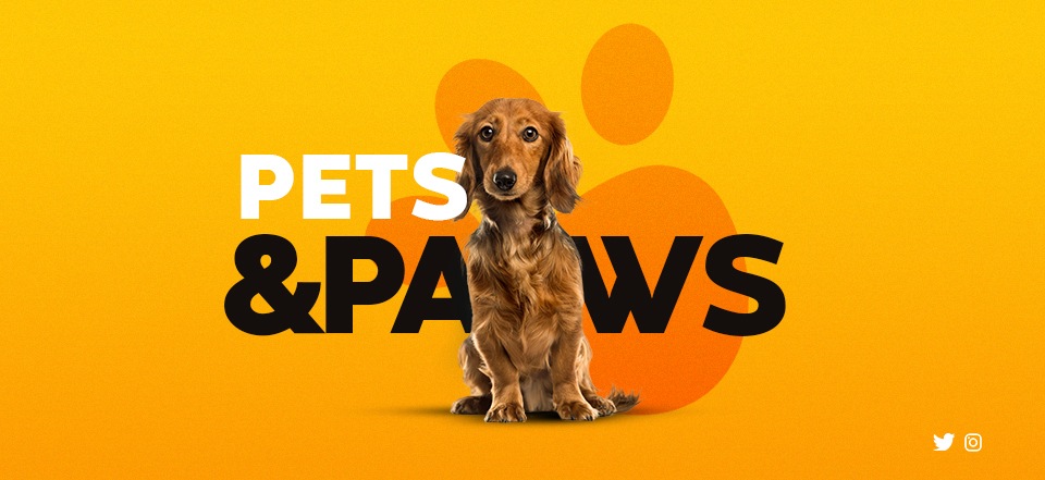 Blog | Pets and Paws