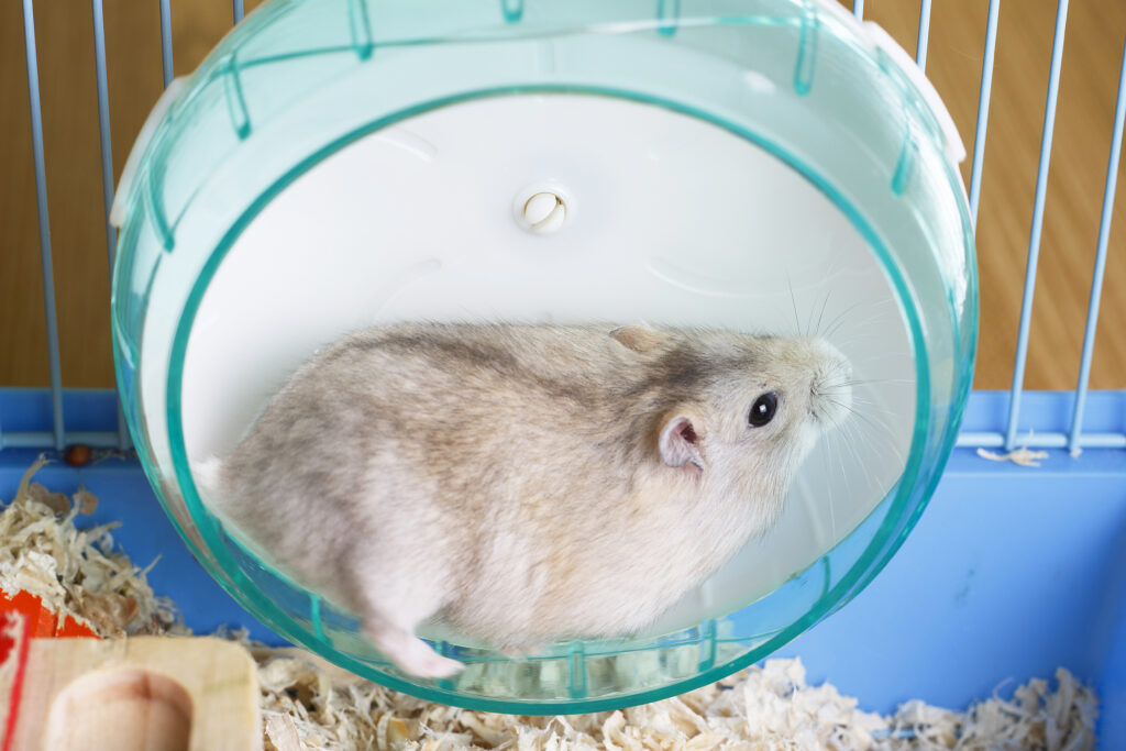Things You Need to Know Before Getting a Hamster