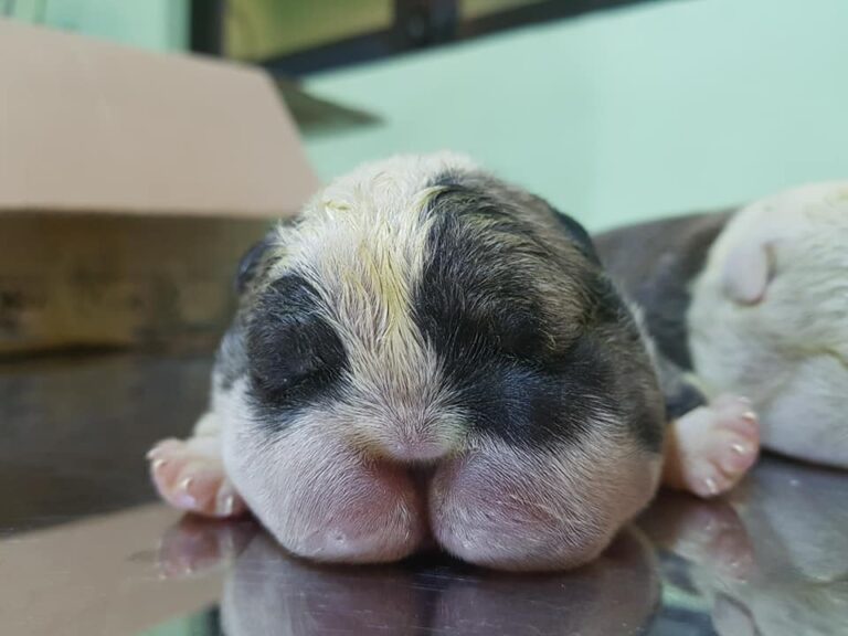 Water Puppy Syndrome: Causes, Symptoms, and Prevention