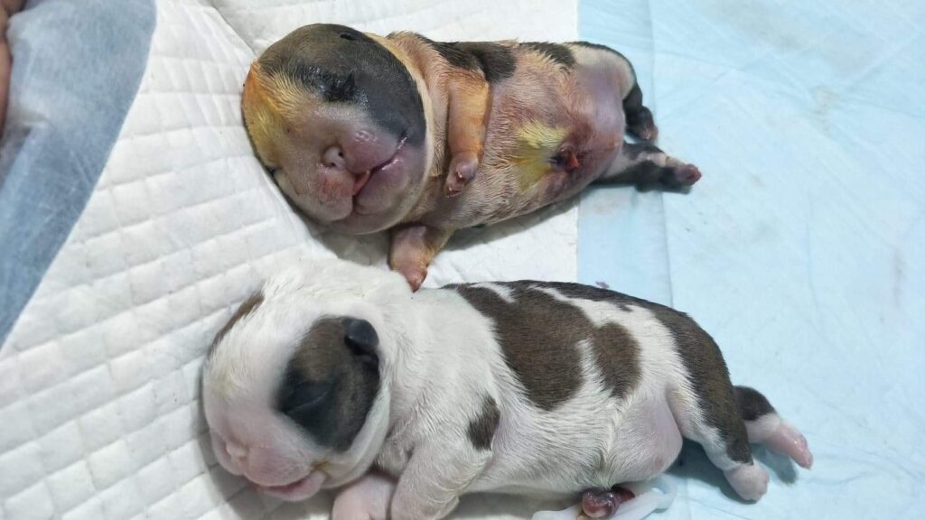 Treating Water Puppy Syndrome in Newborn Puppies