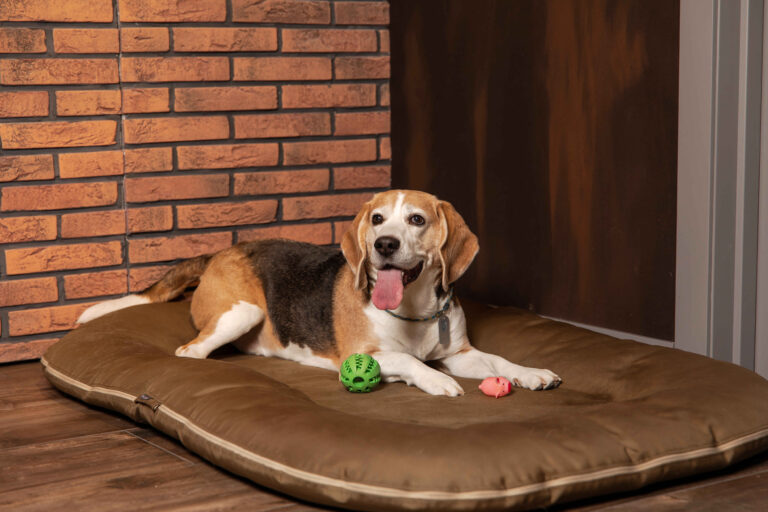 Essential Supplies for New Dog Owners: Complete Checklist